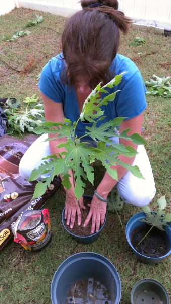 The Legend of the Wauke Tree | kapa kulture